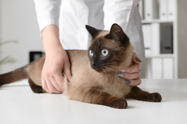 Siamese Cat Breed Personality Traits & Facts | Great Pet Care
