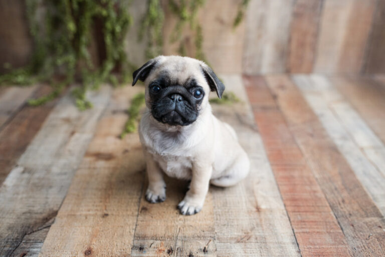 Pug Dog/Puppy Personality Traits & Facts | Great Pet Care