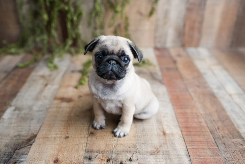Pug Dog/Puppy Personality Traits & Facts | Great Pet Care