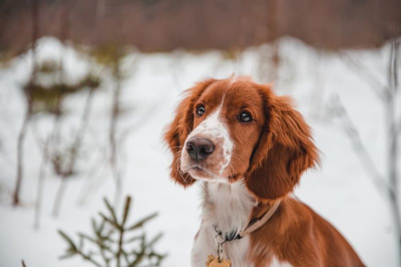 How Cold Is Too Cold for Dogs? | Great Pet Care