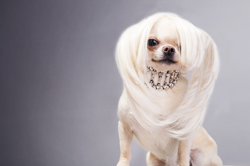 19 Luxury Dog Accessories For Posh Pups Great Pet Care 19 Luxury Dog Accessories For Posh Pups Great Pet Care