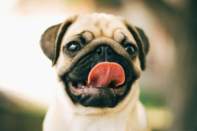 Pug Dog/Puppy Personality Traits & Facts | Great Pet Care