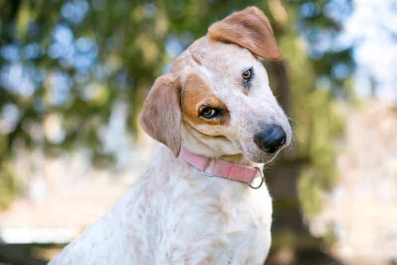 6 Weird Dog Behaviors Explained | Great Pet Care