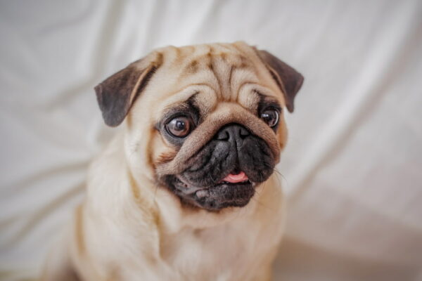 Pug Dog/Puppy Personality Traits & Facts | Great Pet Care