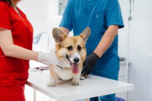 Ataxia in Dogs | Great Pet Care