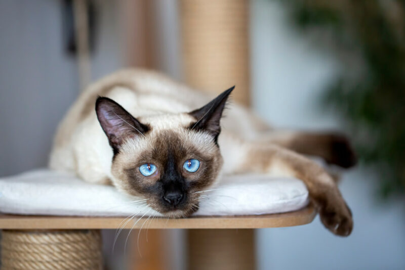 Siamese Cat Breed Personality Traits & Facts | Great Pet Care