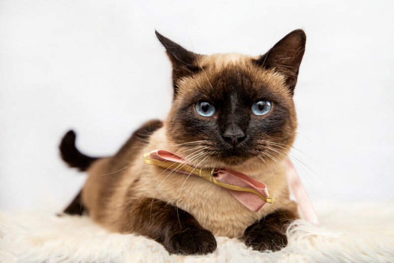 Siamese Cat Breed Personality Traits & Facts | Great Pet Care