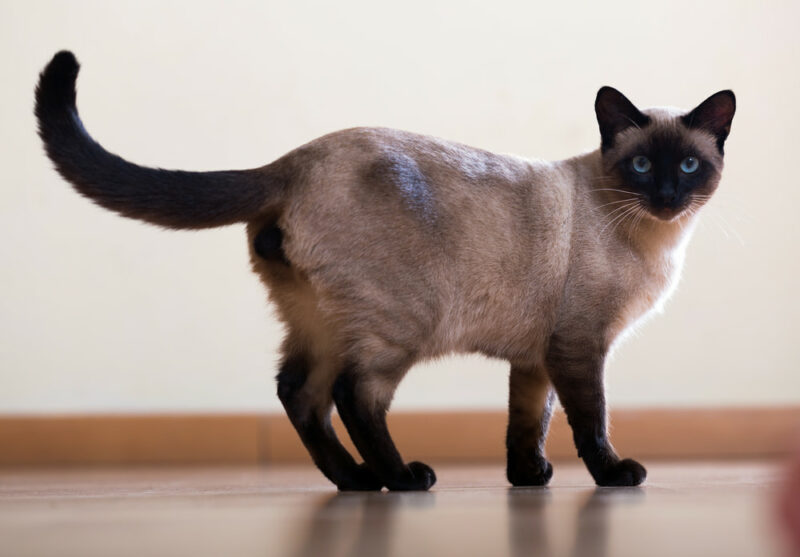Siamese Cat Breed Personality Traits & Facts | Great Pet Care