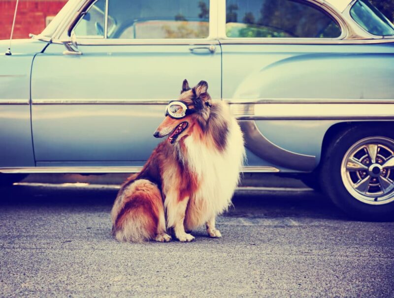 100+ Old Man Names for Dogs | Great Pet Care
