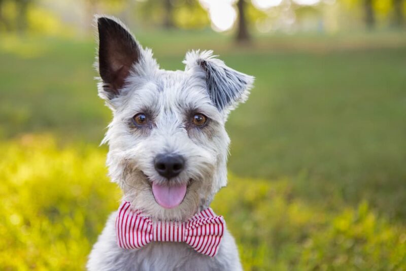 100 Old Man Names For Dogs Great Pet Care