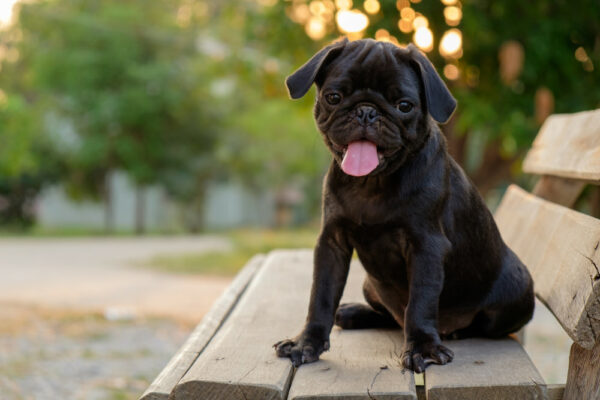 Pug Dog/Puppy Personality Traits & Facts | Great Pet Care
