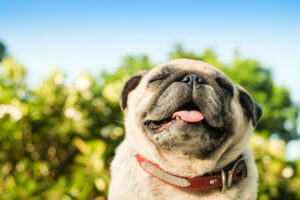 Pug Dog/Puppy Personality Traits & Facts | Great Pet Care