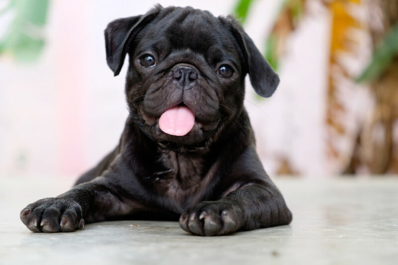 Pug Dog/Puppy Personality Traits & Facts | Great Pet Care