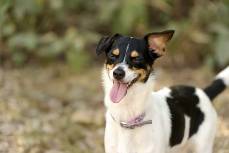 6 Weird Dog Behaviors Explained | Great Pet Care