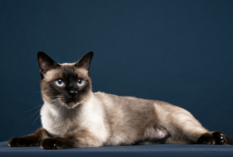 Siamese Cat Breed Personality Traits & Facts | Great Pet Care