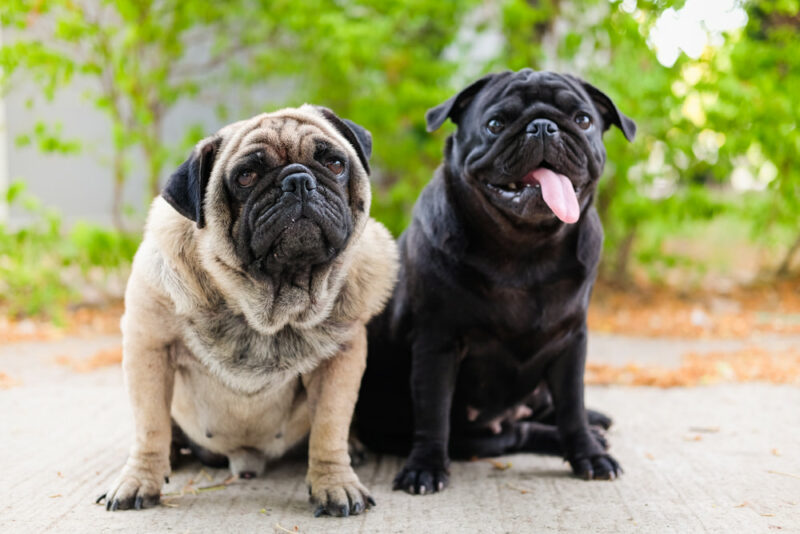 Pug Dog/Puppy Personality Traits & Facts | Great Pet Care