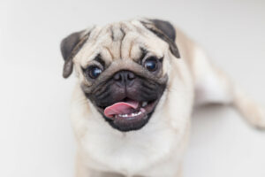 Pug Dog/Puppy Personality Traits & Facts | Great Pet Care