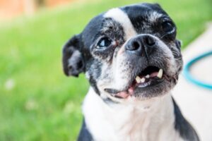100+ Old Man Names for Dogs | Great Pet Care