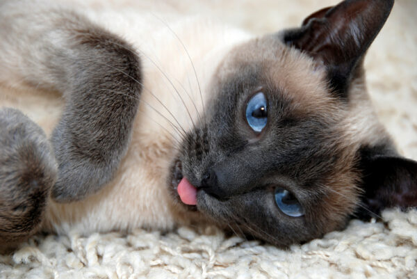 Siamese Cat Breed Personality Traits & Facts | Great Pet Care