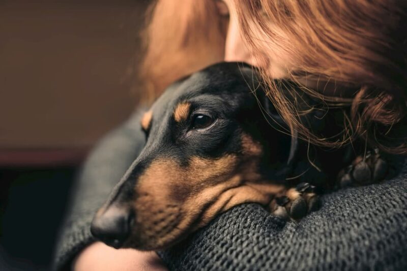 4 Weird Ways Stress Can Affect Your Dog | Great Pet Care