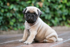Pug Dog/Puppy Personality Traits & Facts | Great Pet Care