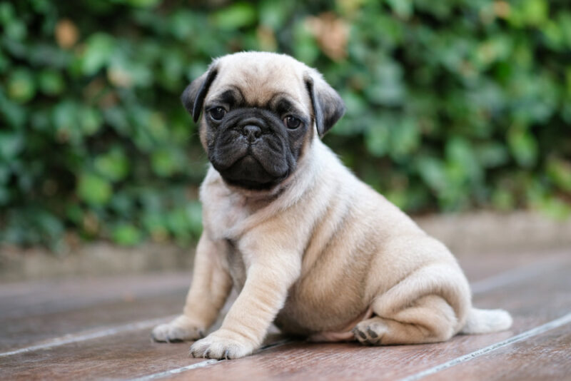 Pug Dog/Puppy Personality Traits & Facts | Great Pet Care