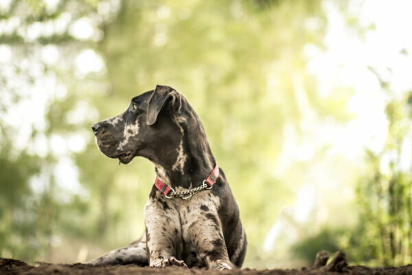 Great Dane Dog Personality Traits & Facts | Great Pet Care