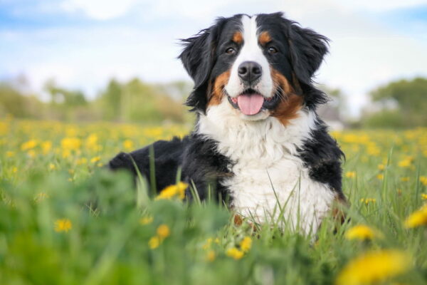 10 of the Biggest Fluffy Dog Breeds | Great Pet Care