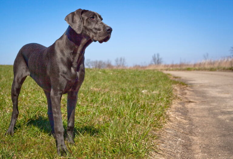 Great Dane Dog Personality Traits & Facts | Great Pet Care