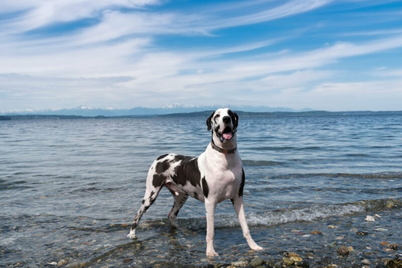 Great Dane Dog Personality Traits & Facts | Great Pet Care