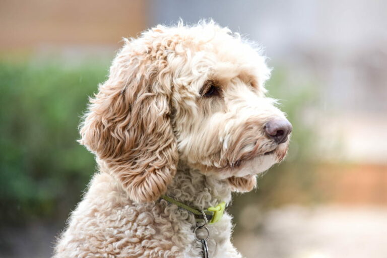 Labradoodle Personality Traits & Facts | Great Pet Care