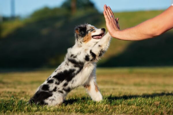 Australian Shepherd Dog Traits & Facts | Great Pet Care