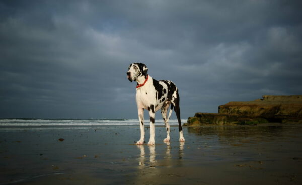 Great Dane Dog Personality Traits & Facts | Great Pet Care