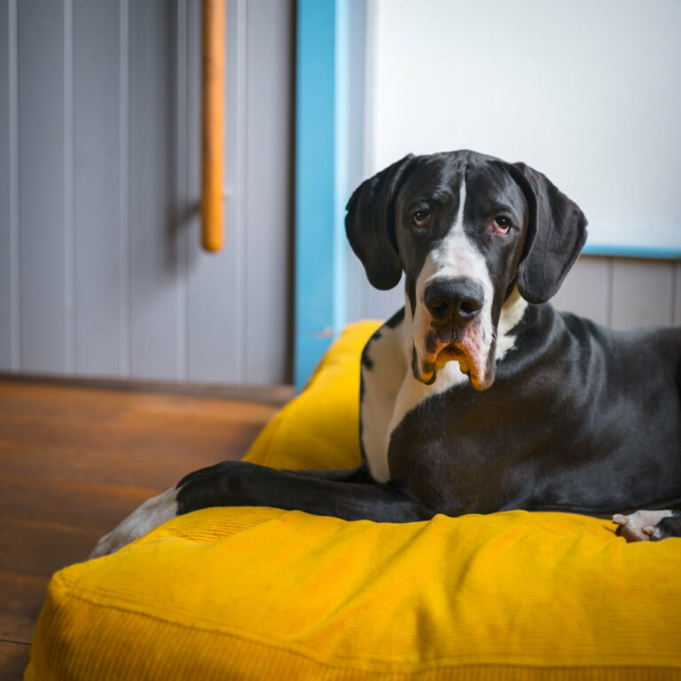 Great Dane Dog Personality Traits & Facts | Great Pet Care