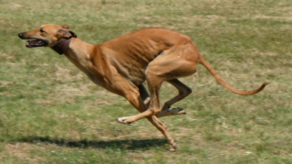 Greyhound Breed Personality Traits & Facts | Great Pet Care