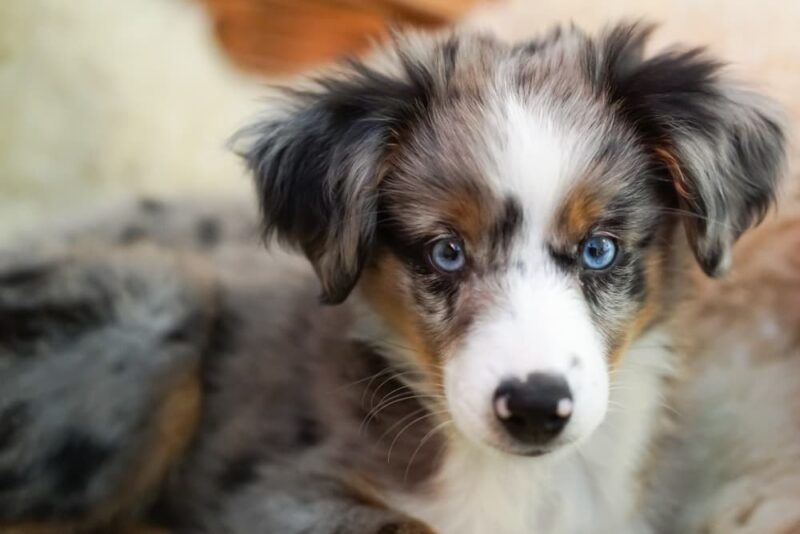 Australian Shepherd Dog Traits & Facts | Great Pet Care