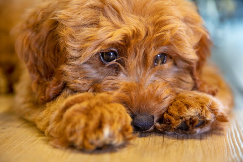 Labradoodle Personality Traits & Facts | Great Pet Care