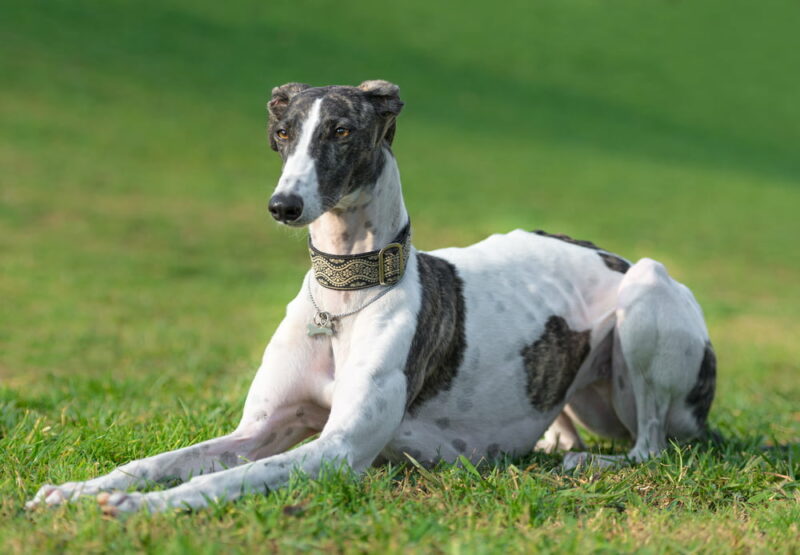 Greyhound Breed Personality Traits & Facts | Great Pet Care