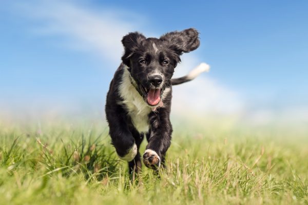MSM for Dogs: What Exactly Is It? | Great Pet Care