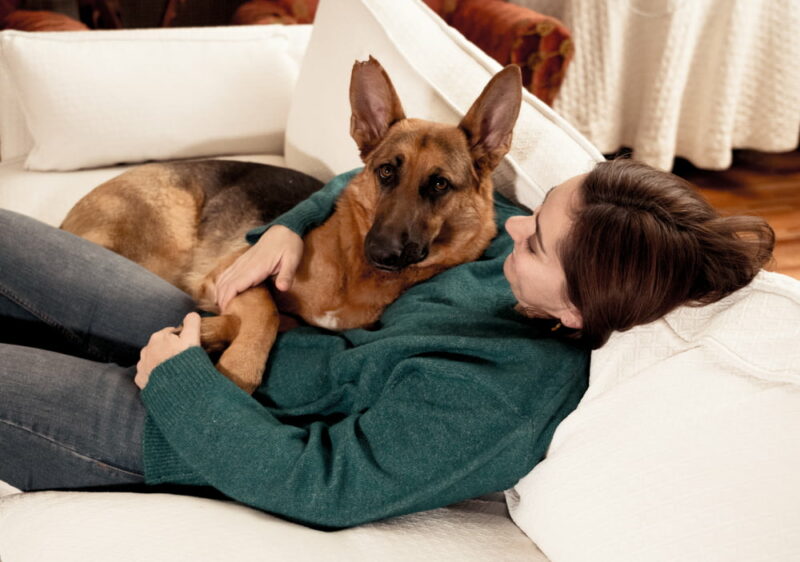 German Shepherd Personality Traits & Facts | Great Pet Care
