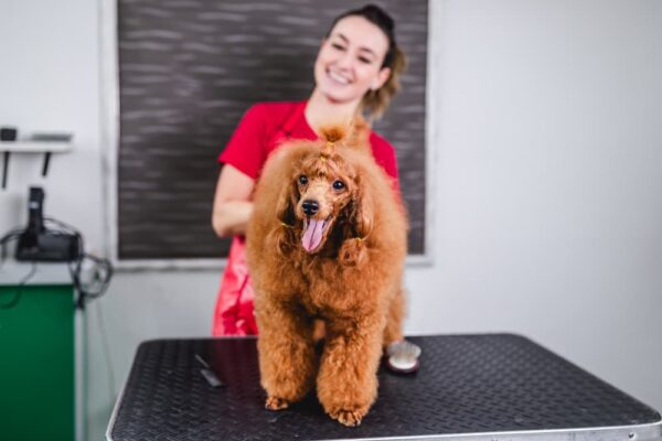 How to Groom a Poodle | Great Pet Care