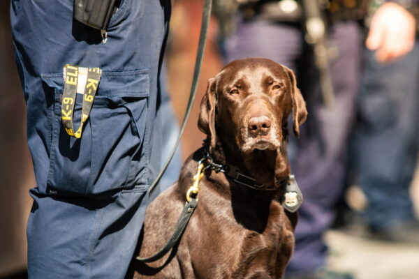 Police Dog Breeds That Help Law Enforcement | Great Pet Care