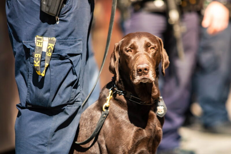 Police Dog Breeds That Help Law Enforcement | Great Pet Care