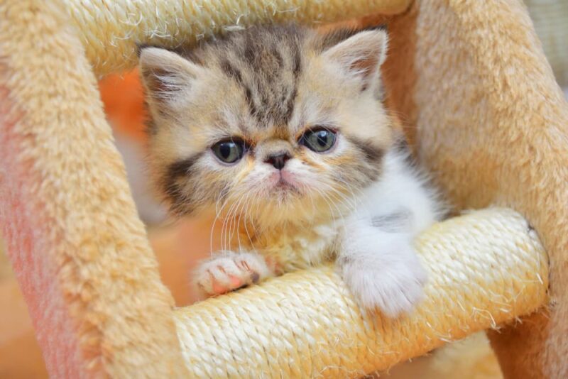 Persian Cat Personality Traits & Facts | Great Pet Care