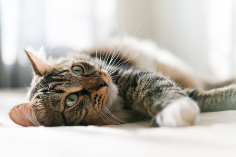 Hypertrophic Cardiomyopathy (HCM) in Cats | Great Pet Care