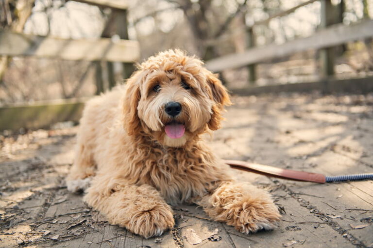 Labradoodle Personality Traits & Facts | Great Pet Care