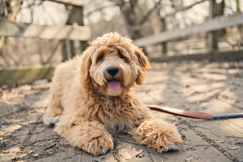 Labradoodle Personality Traits & Facts | Great Pet Care