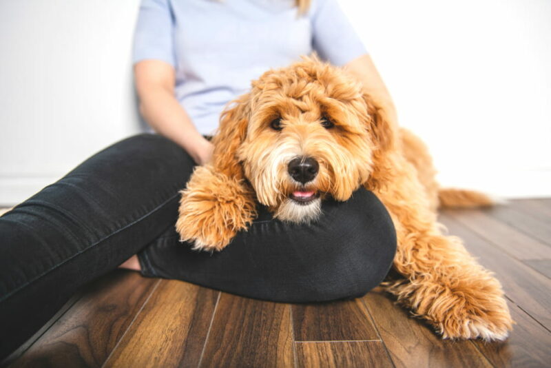 Labradoodle Personality Traits & Facts | Great Pet Care