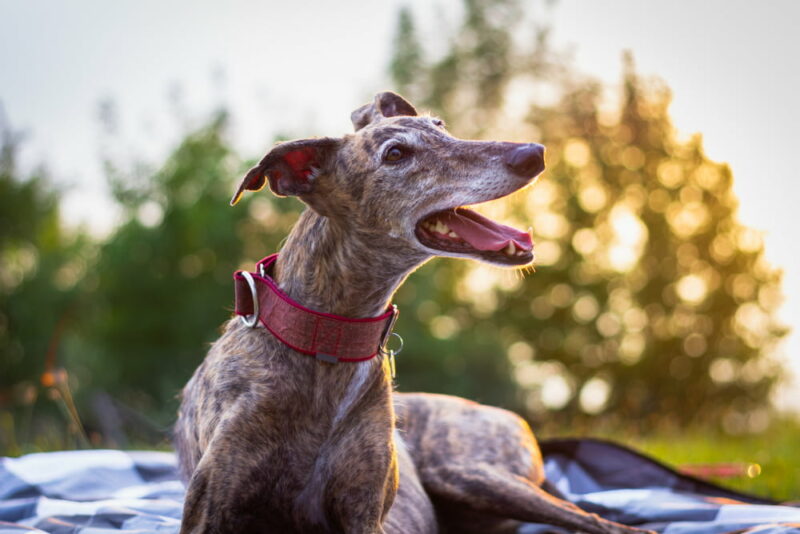 Greyhound Breed Personality Traits & Facts | Great Pet Care