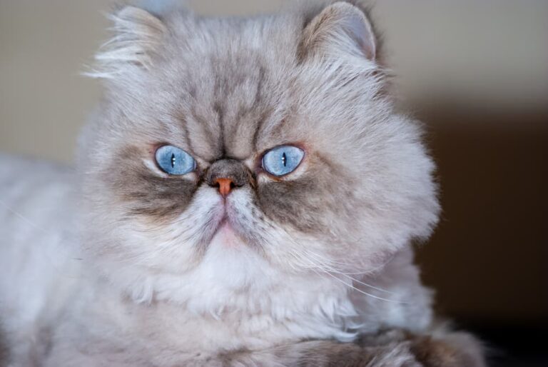 Persian Cat Personality Traits & Facts | Great Pet Care